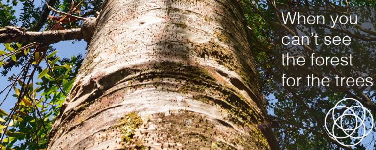 When you can’t see the forest for the trees - In your dreams by Jane ...